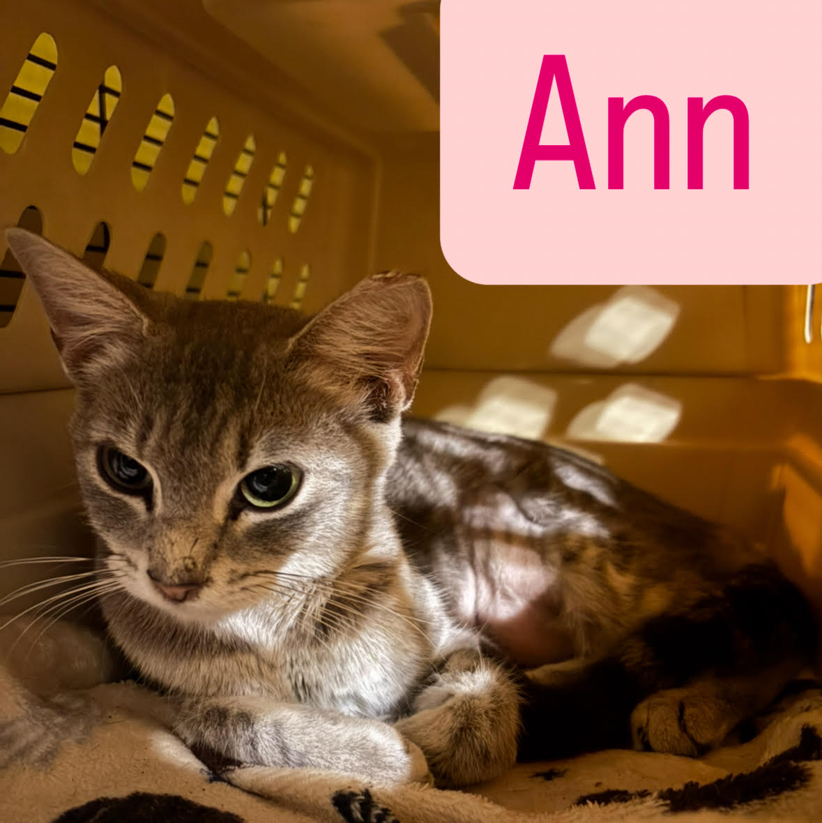 Barn Cats Program - Guardians Unlimited
